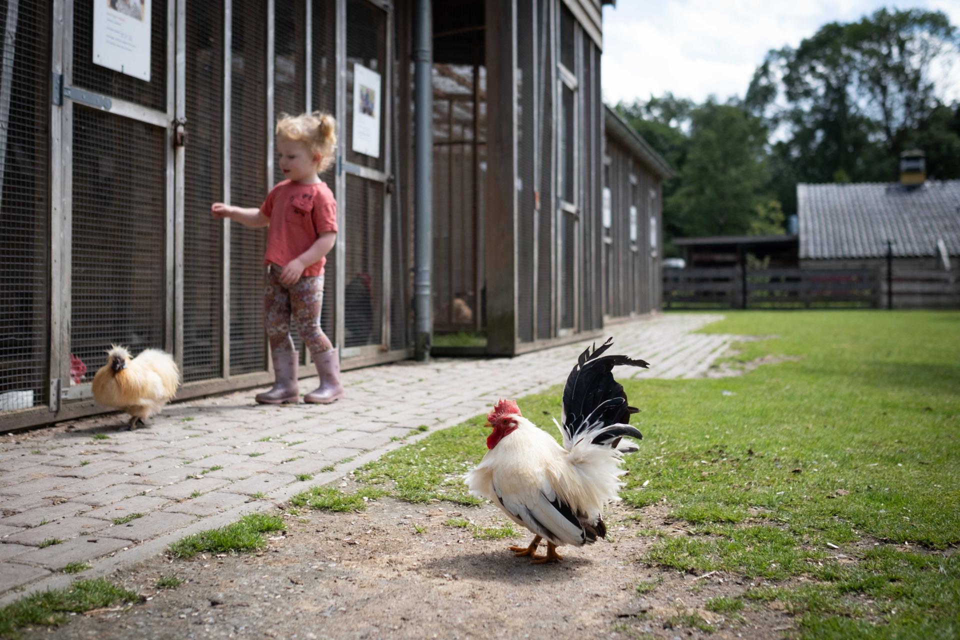 Kinderboerderij Stadspark | NDE
